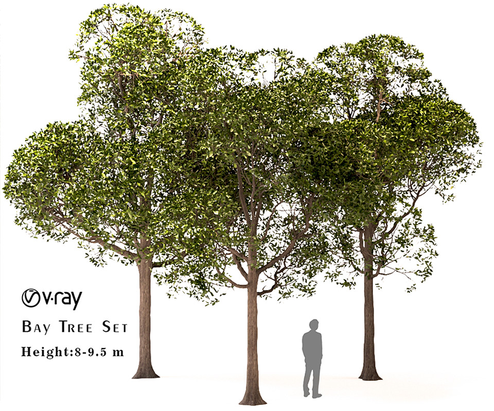 Set of Round Shaped Bay Trees (Laurus Nobilis)