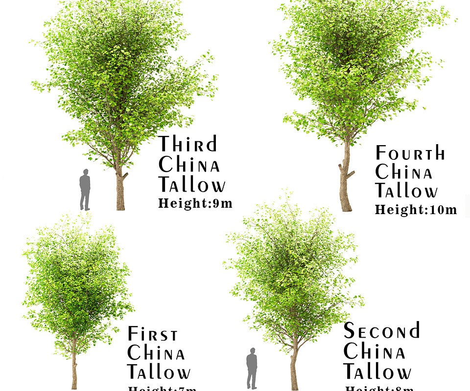 Set of China Tallow (Triadica Sebifera) Trees