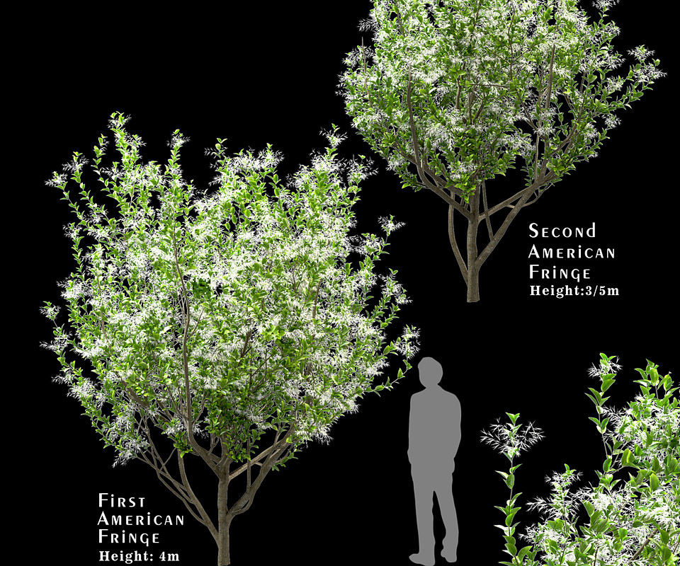 Set of American Fringe Trees (2 Trees)