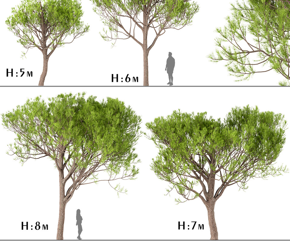 Set of Stone Pine Trees (Italian Pine) (4 Trees)