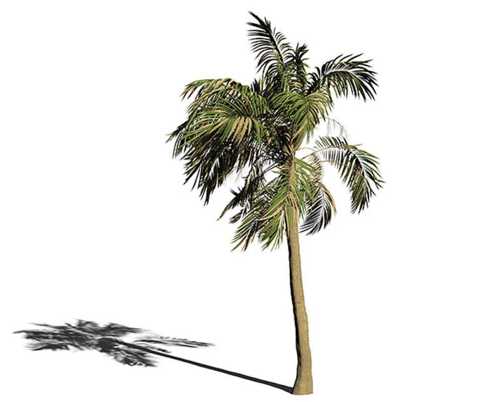 Palm Tree Animation 3D model