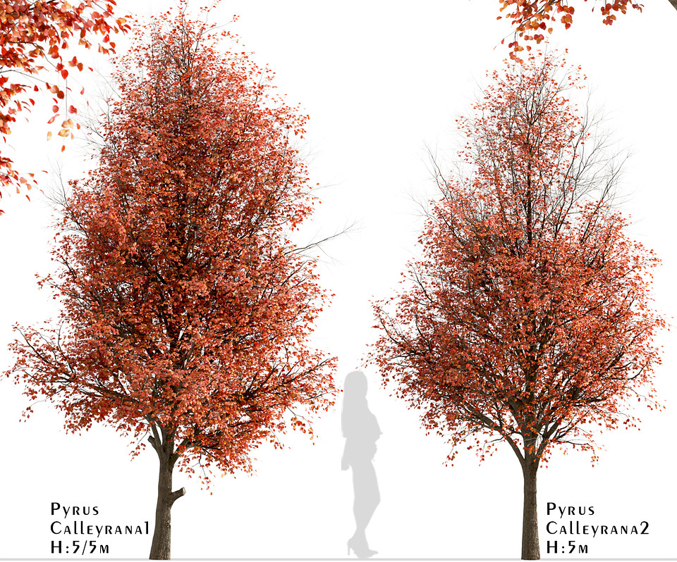 Set of Pyrus Calleryana Trees (Callery Pear)