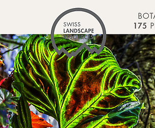 360° Perspective Grid