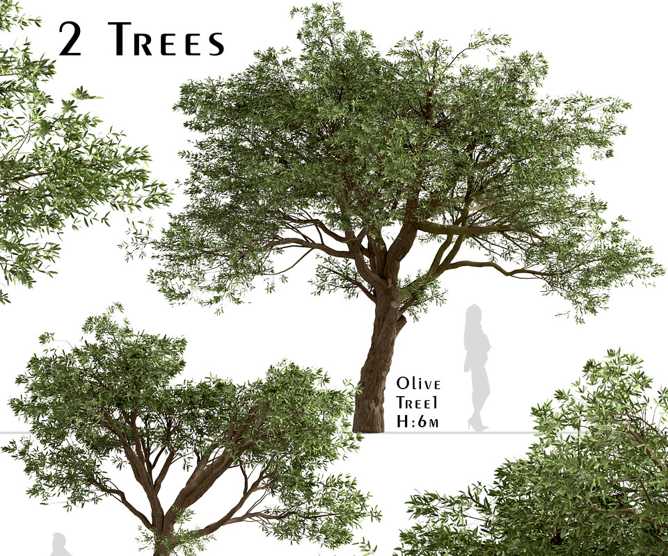 Set of Olive Trees (Olea Europaea) (2 Trees)