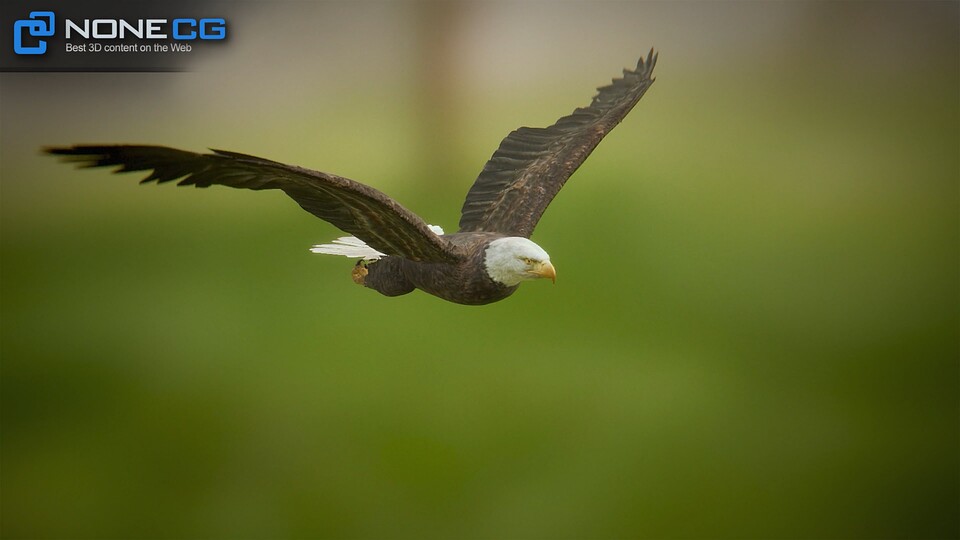 Bald Eagle v3 - Unity