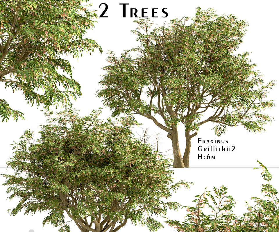 Set of Fraxinus Griffithii Trees (Griffiths ash)