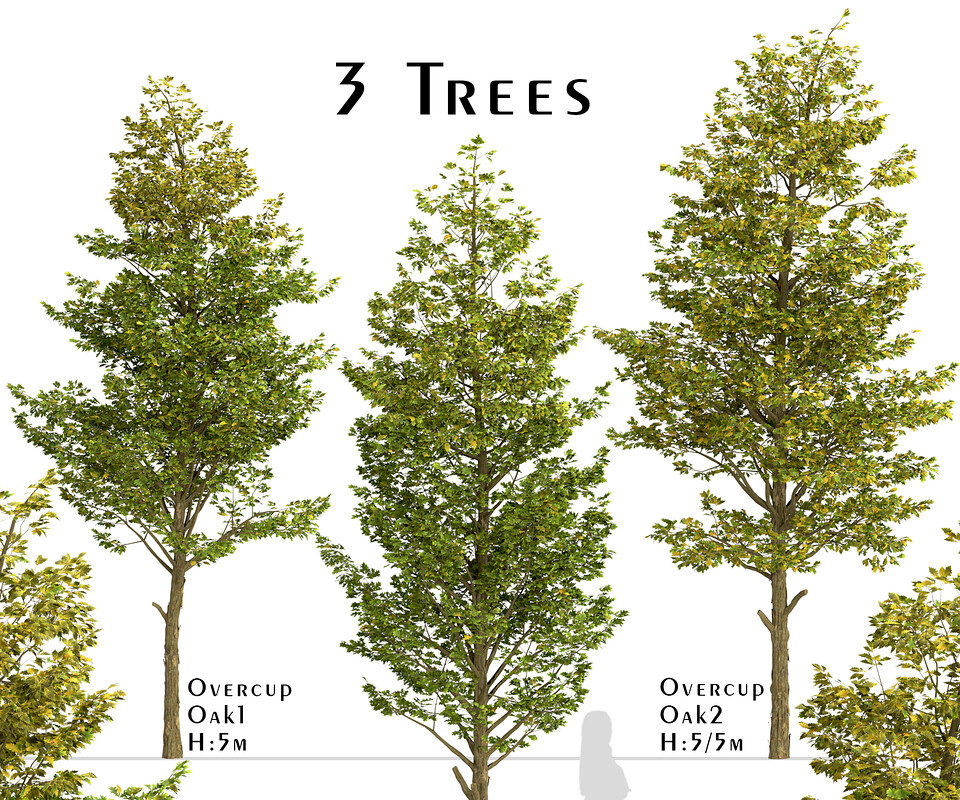 Set of Overcup Oak Trees (Quercus lyrata)