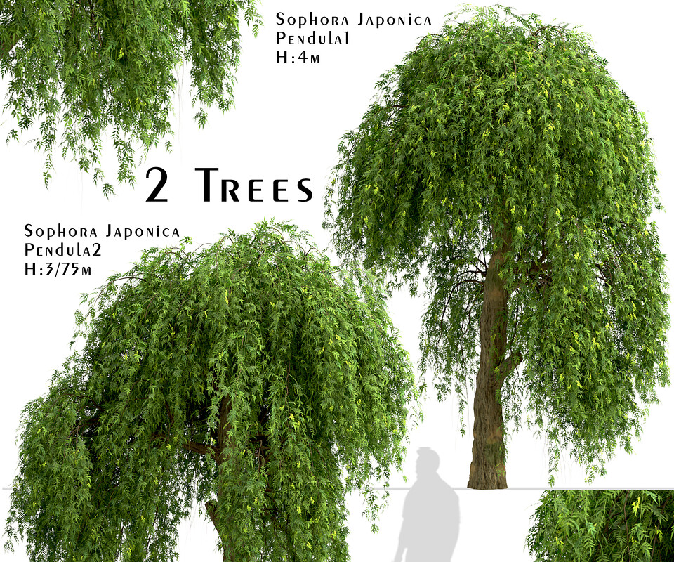 Set of Sophora Japonica Pendula Trees (Pagoda)