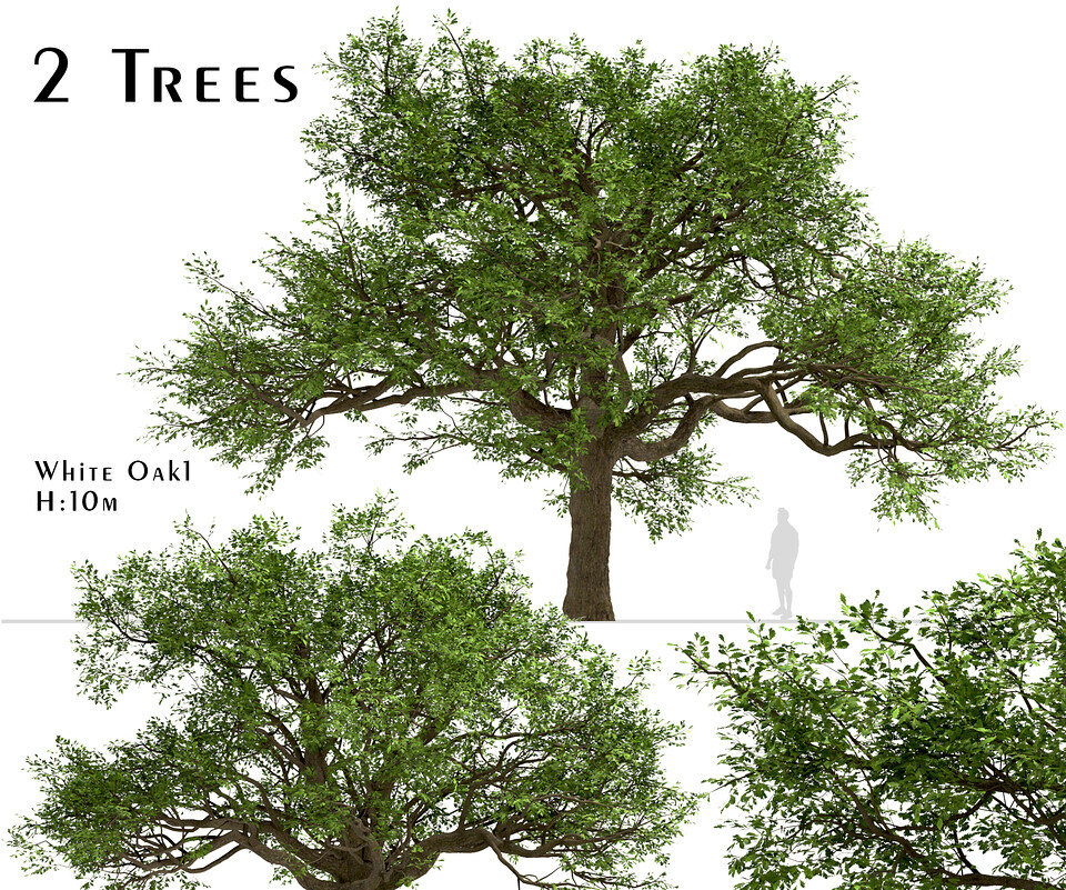 Set of White Oak Trees (Quercus alba) (2 Trees)