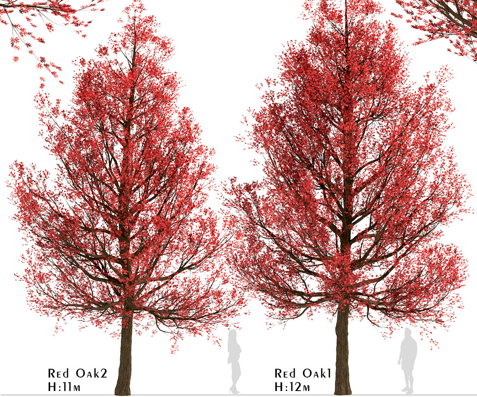 Set of Red Oak Trees (Quercus rubra) (2 Trees)