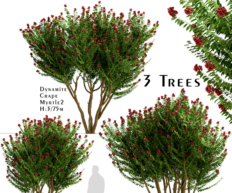 Set of Dynamite Crepe Myrtle Trees (Lagerstroemia)