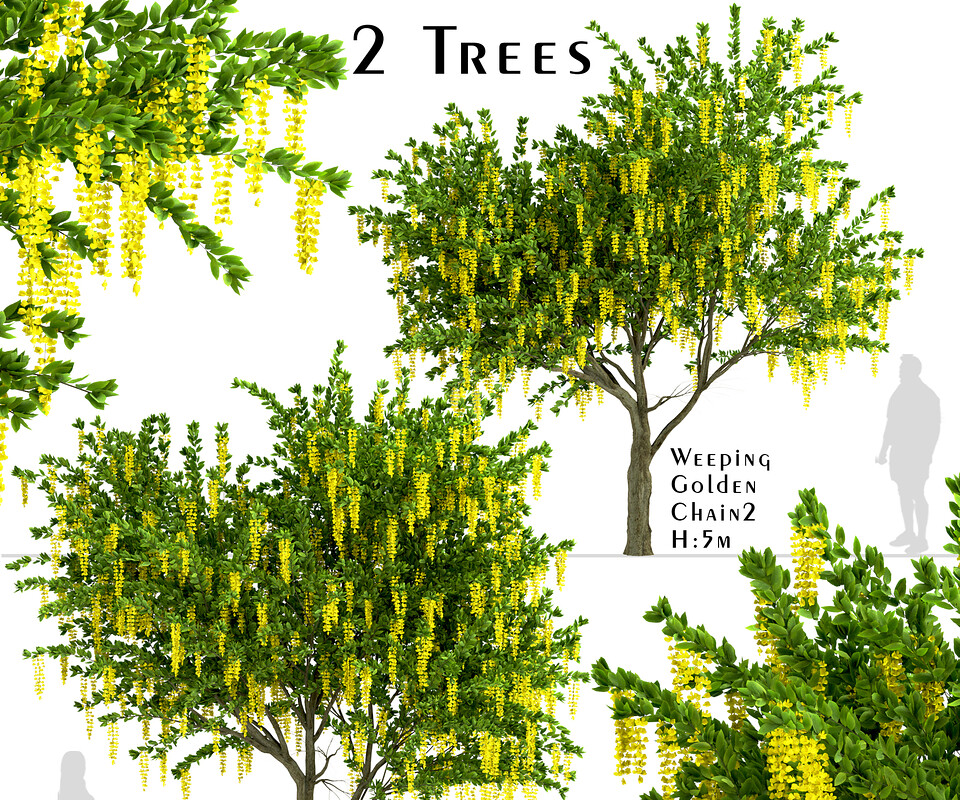 Set of Weeping Golden Chain Trees (Laburnum)