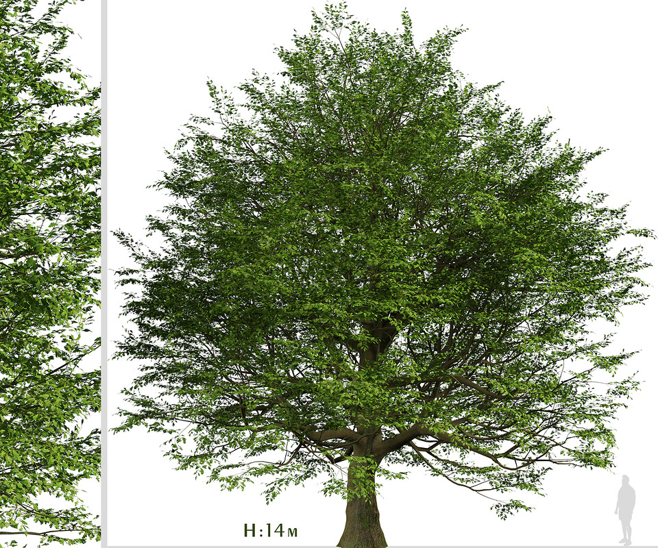 Bur Oak Tree (Quercus macrocarpa) (1 Tree)