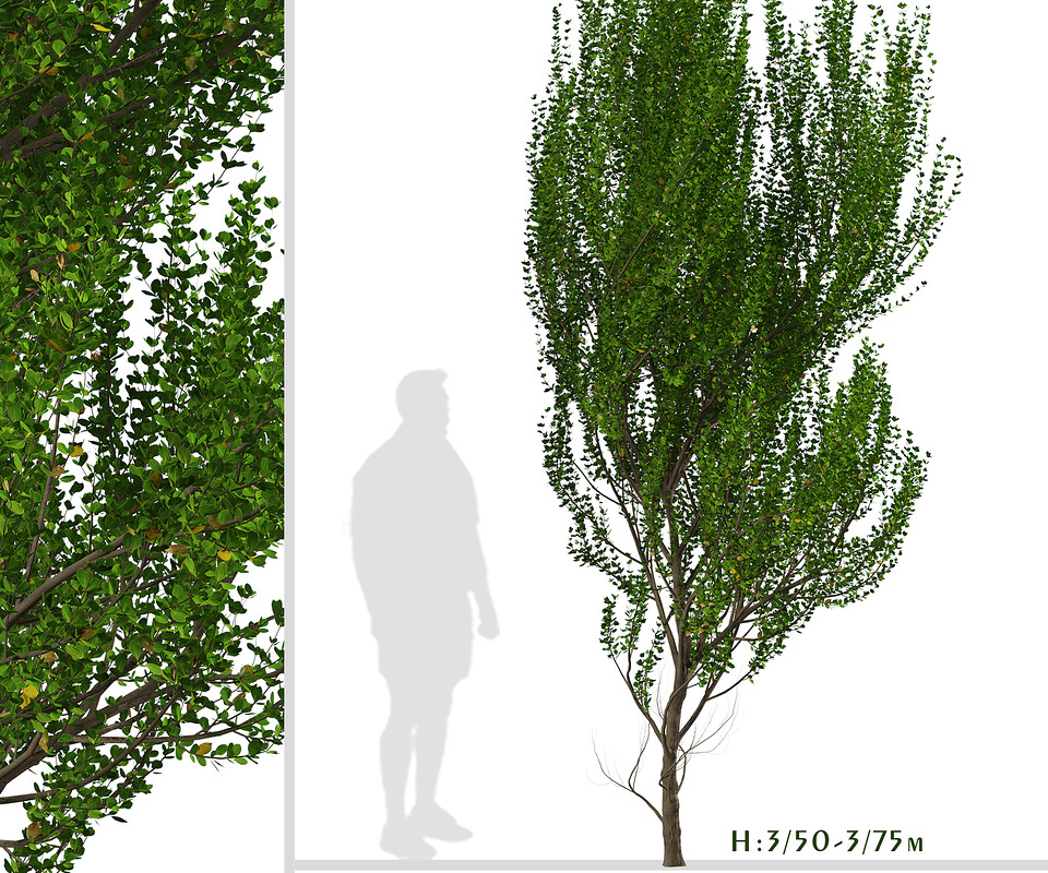 Set of Boxleaf Azara Trees (Azara microphylla)