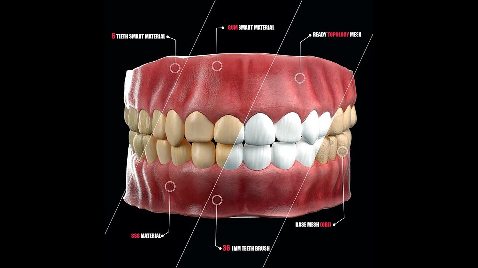 Encyclopedia Of Teeth