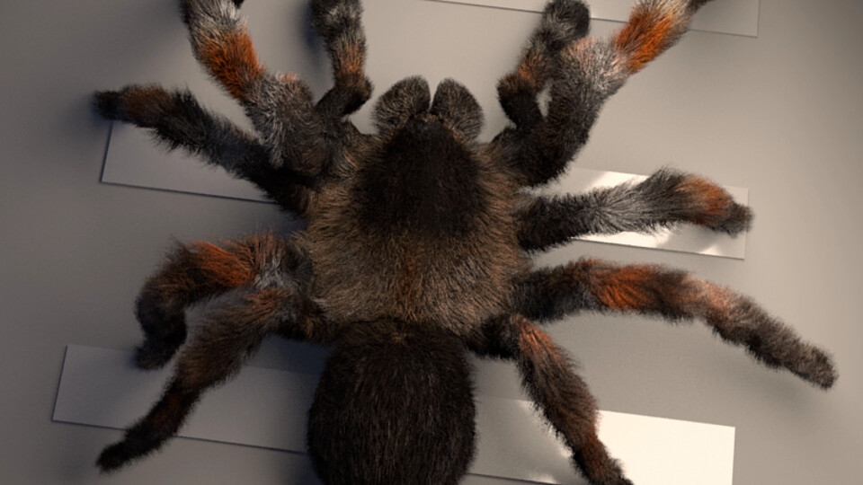 CG Tarantula Groomed, Rigged and Animated