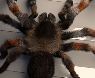 Cartoon Bug Maya Rig