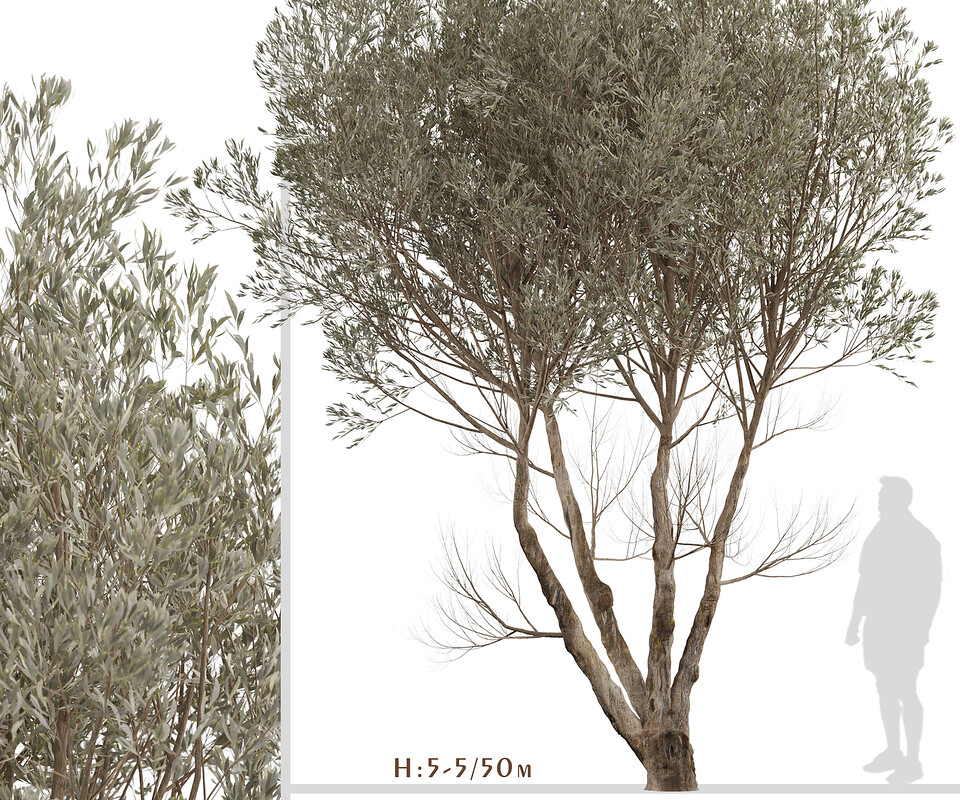 Set of Acacia Aneura Trees (True Mulga) (2 Trees)