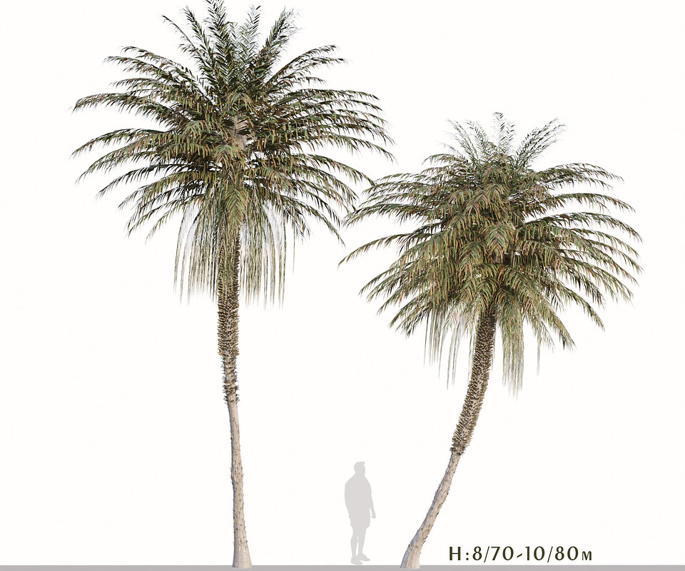 Set of Coconut Palm Trees (Cocos nucifera)