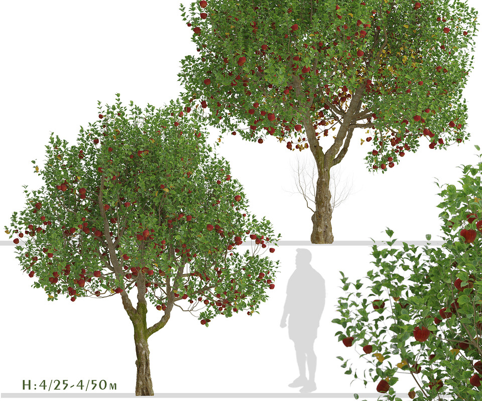 Set of Apple Trees (Malus domestica) (2 Trees)