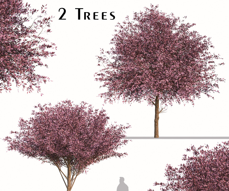 Set of Purple Pony Plum Trees (Prunus cerasifera)