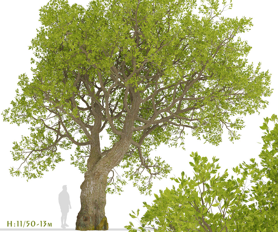 Set of Downy Oak Trees (Quercus pubescens)