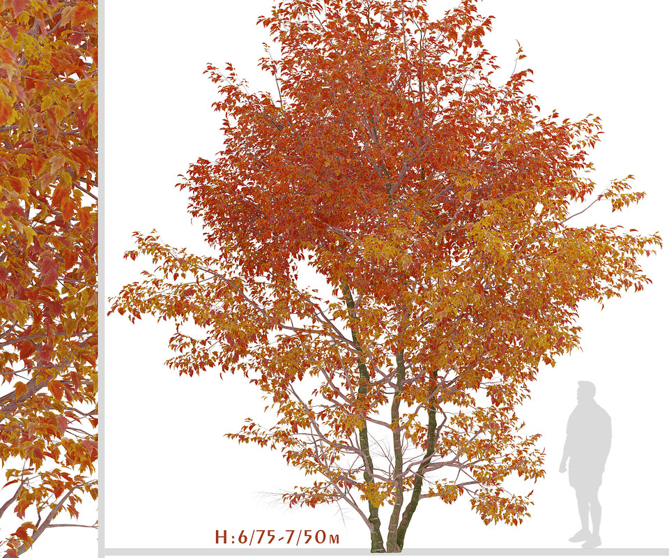 Set of Snakebark maple Trees (Acer davidii)