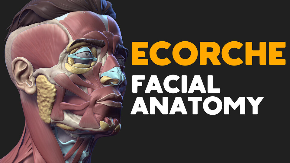 Ecorche Facial anatomy