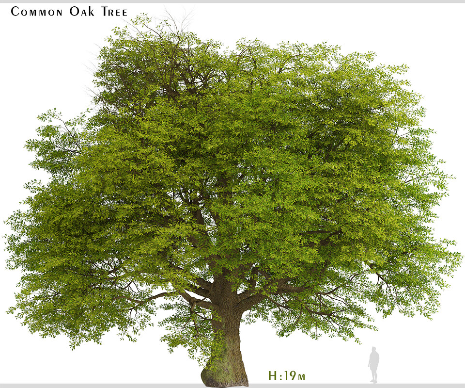Common Oak Tree (Quercus robur) (1 Tree)