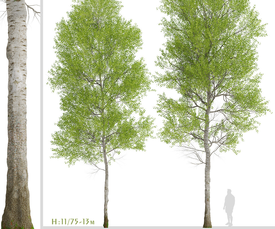 Set of European aspen Trees (Populus tremula)