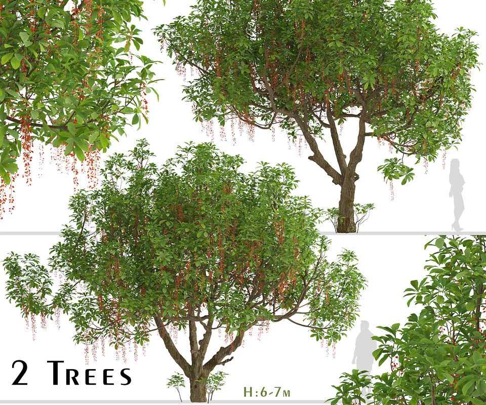 Set of Barringtonia acutangula Trees (Itchy Tree)