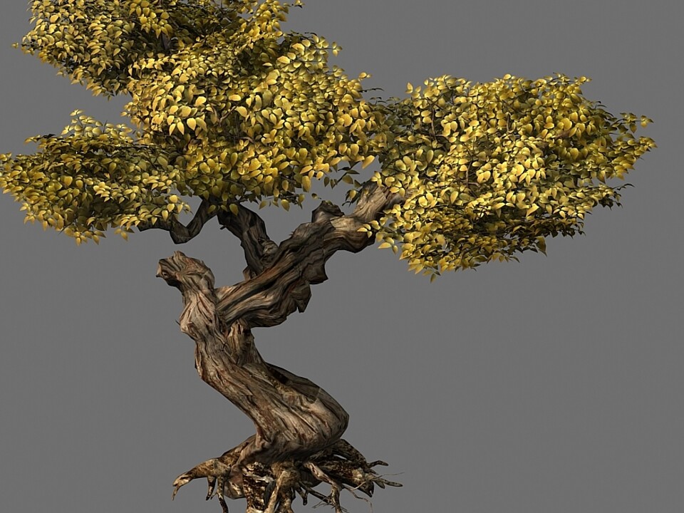 Populus euphratica-poplar-special tree 22