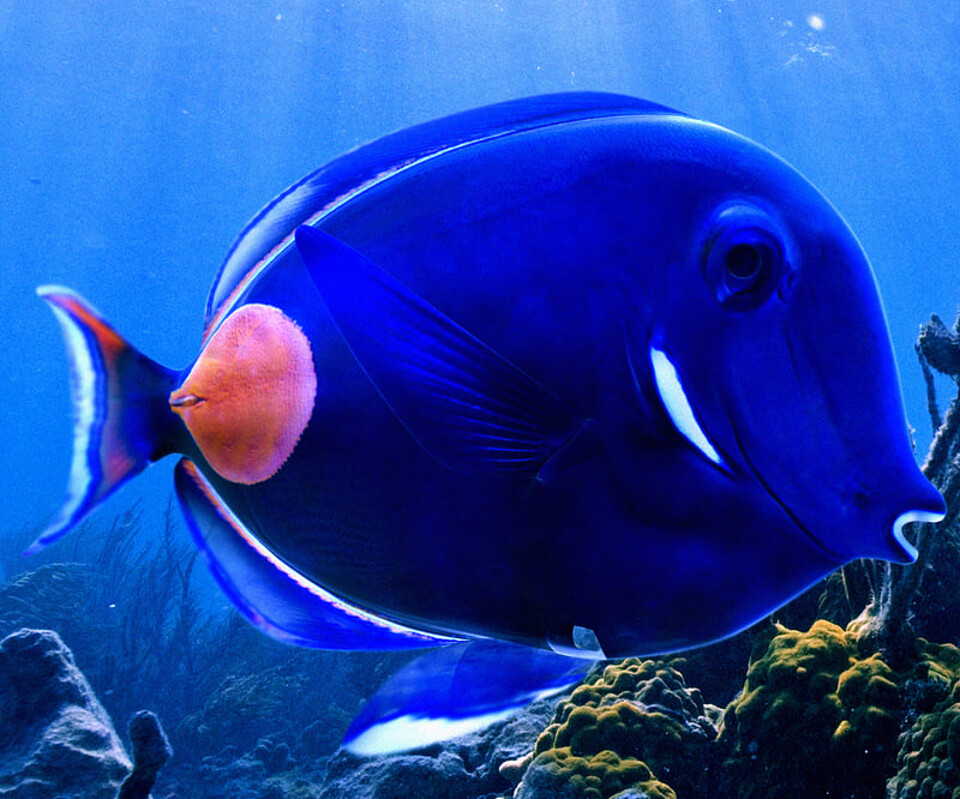 Achilles Tang Tropical Fish