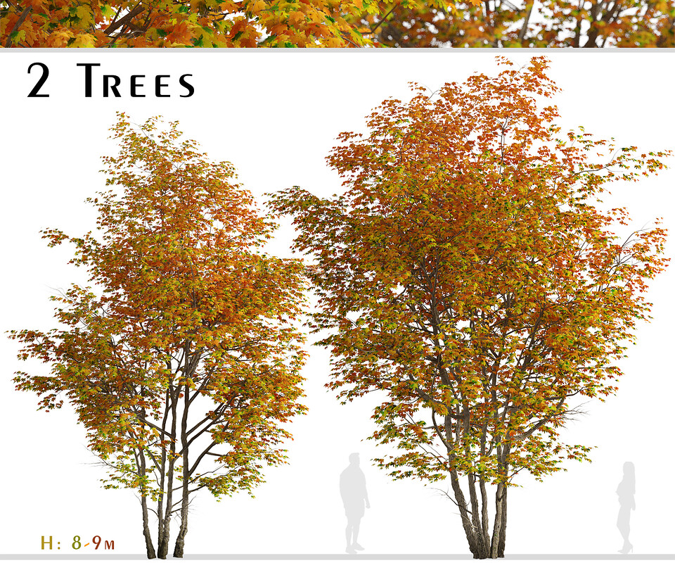 Set of Silver maple Tree (Creek maple) (2 Trees)