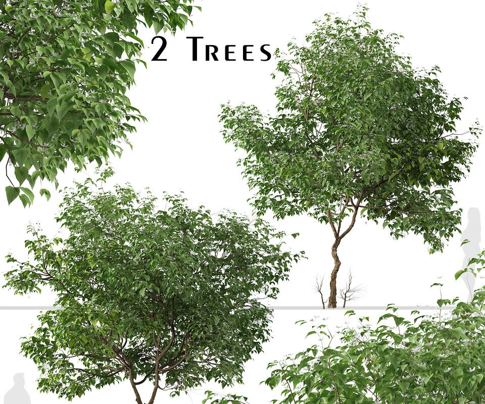 Set of Clerodendrum trichotomum Trees (Harlequin)