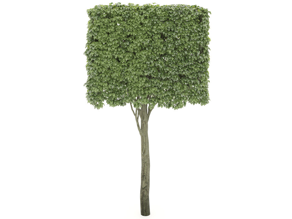 shaped tree
