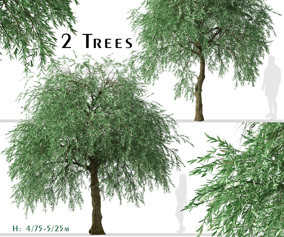 Set of Pyrus salicifolia Trees (Silver Pear)