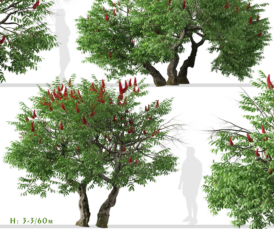 Set of Rhus typhina Trees (Staghorn sumac)