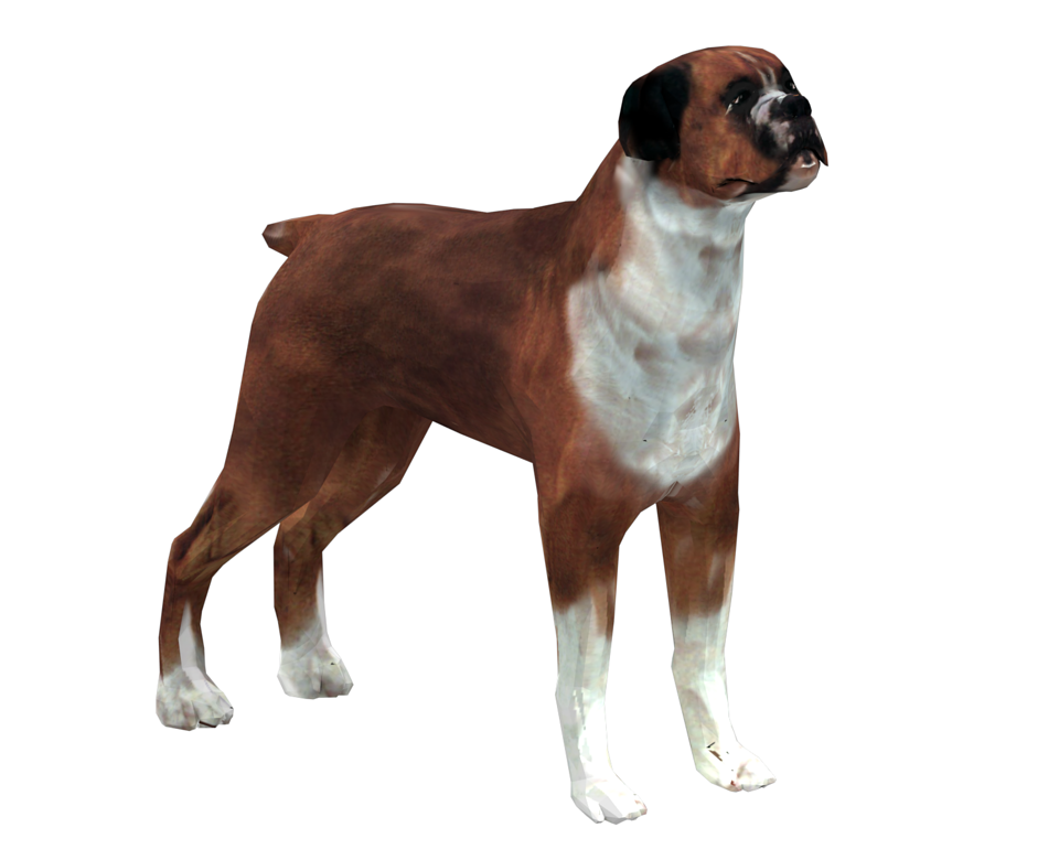 Boxer Dog 3D Model - Game Ready
