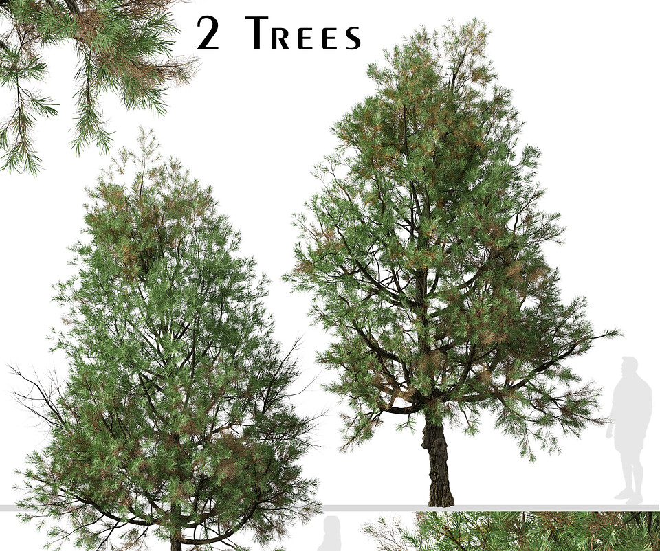 Set of Pinus nigra Tree (Austrian pine) (2 Trees)
