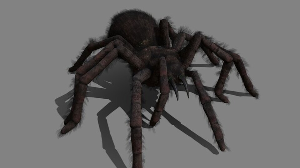 Tarantula with animations