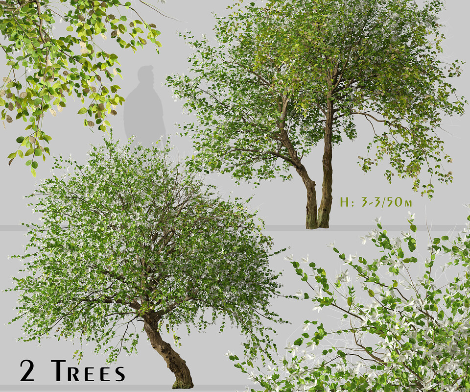 Set of Common Jasmine Tree (Jasminum officinale)