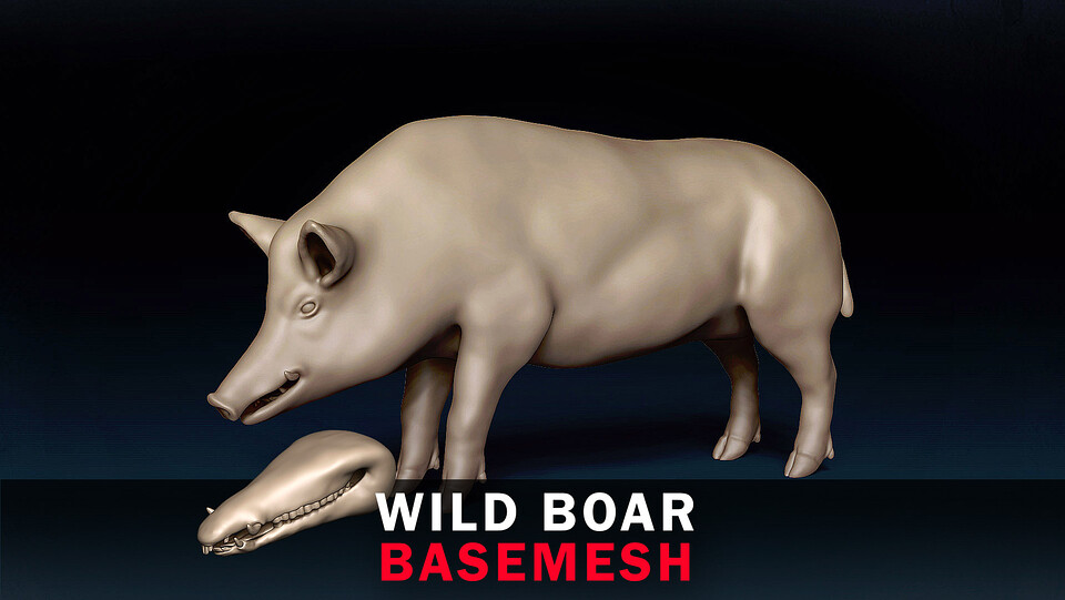 Wild Boar Base Mesh 3D model