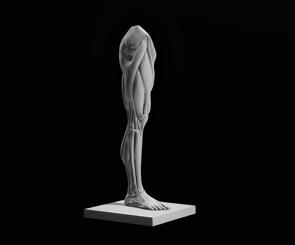 Ecorche Leg