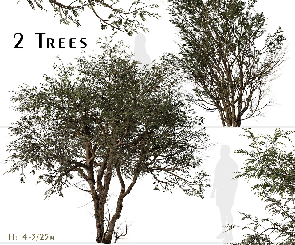 Set of Ghaf Tree (Prosopis cineraria) (2 Trees)