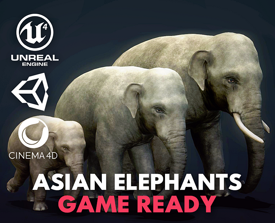 Asian Elephants - Game Ready