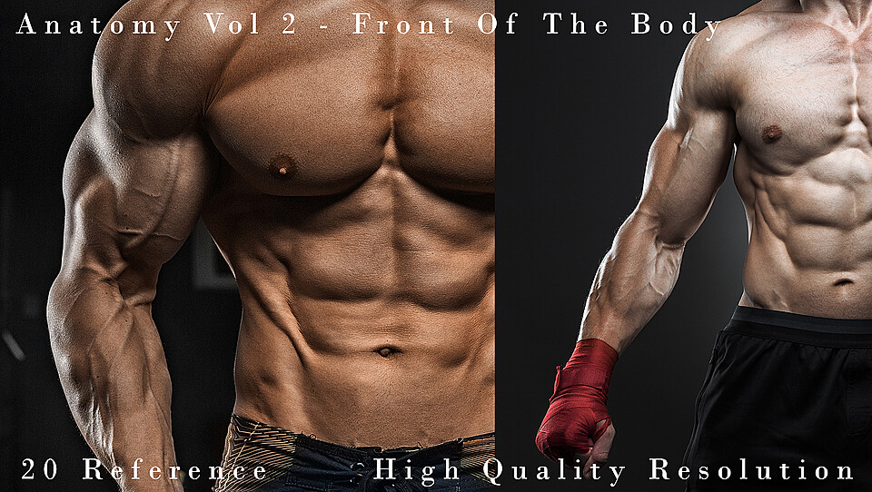 Anatomy Vol 2 - Front Of The Body