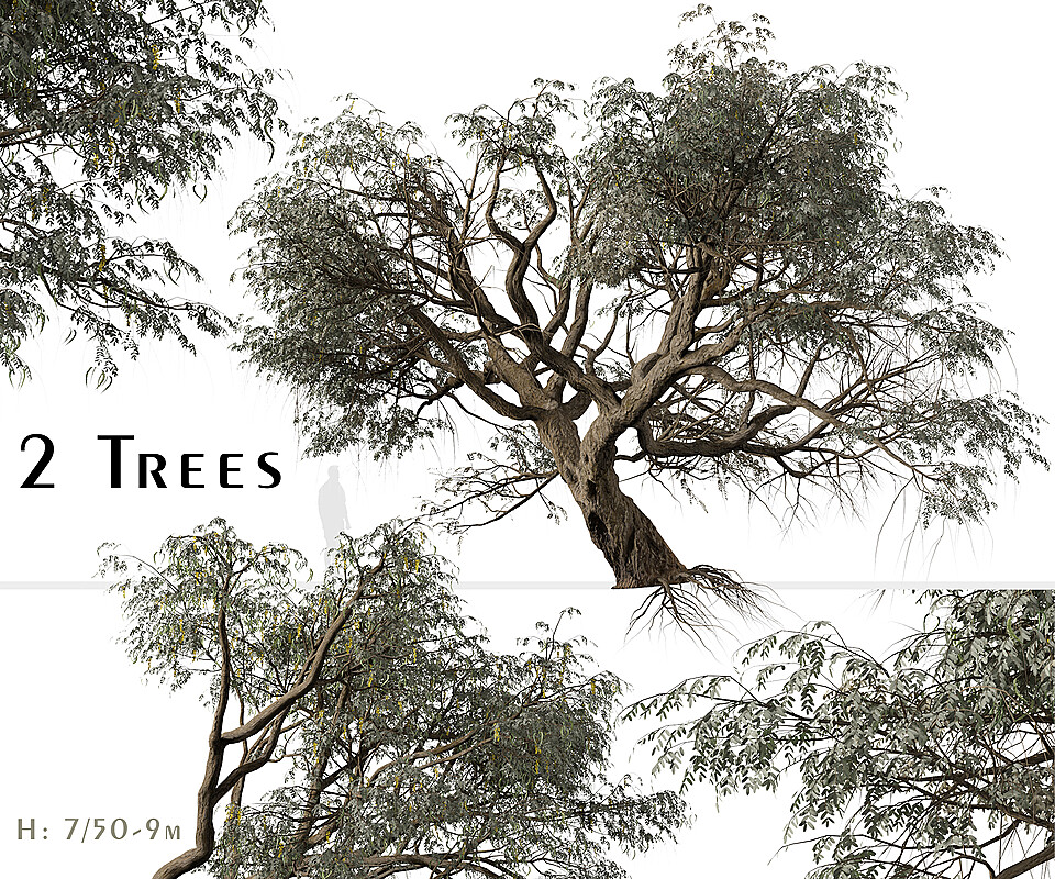 Set of Ghaf Tree ( Jand ) (2 Trees)