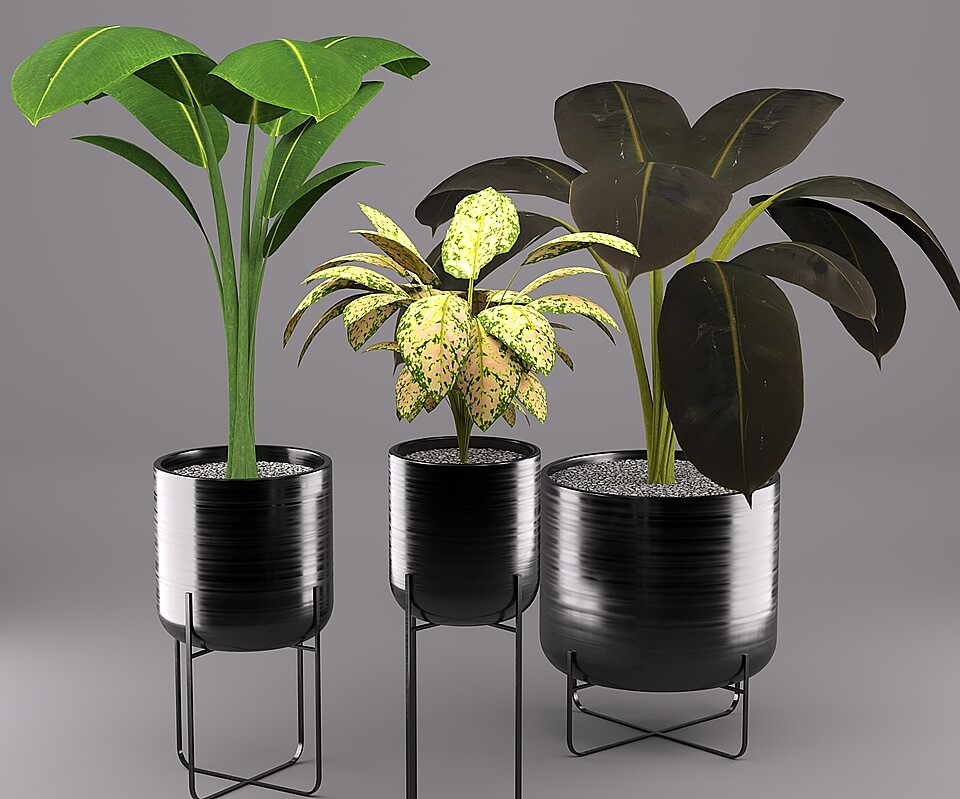 Indoor Plants set