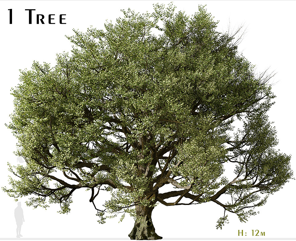 Acer macrophyllum Tree (Bigleaf maple) (1 Tree)